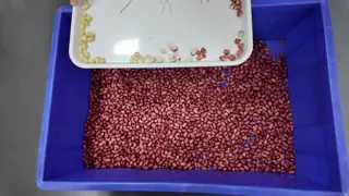 Thailand Peanut Sorting Test