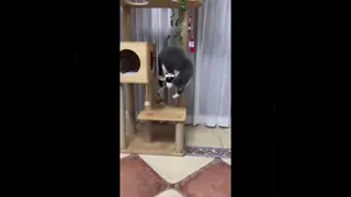 Best Automatic Laser Cat Toy for Indoor Play