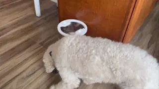 Smart Automatic Pet Feeder for Cats and Dogs