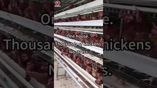 Fully Automatic Layer Chicken Cage System for Poultry Farms