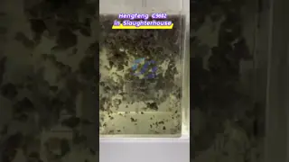 slaughterhouse wastewater