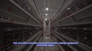 automatic egg collector