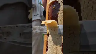 Pure Raw Sidr Honey 100 Percent Natural Bee Honey