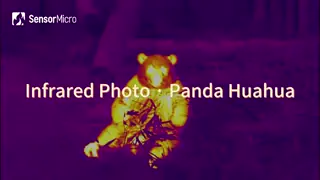 Infrared Photo of Panda Huahua Captured by SensorMicro Infrared Camera Core
