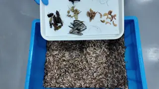 River Shrimp Sorting Test