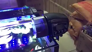 Automatic Fish Feeder Smart Feeding Solution