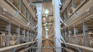 chicken cage