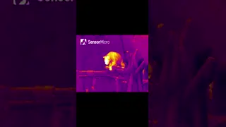 The panda wants to play swing. #infrared #shorts #episode2