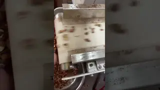 Belt-Type Color Sorter for Almonds.
