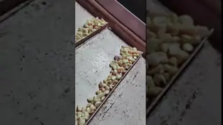 Double-Layer Belt Garlic Bulb Color Sorter