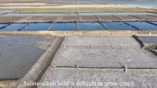 Boost Crop Yields with Potassium Humate Organic Fertilizer