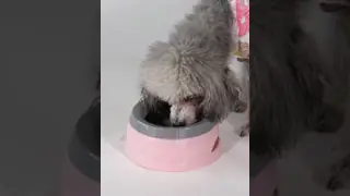 No More Wet Fur Mess Free Floating Pet Water Bowl
