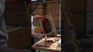 Premium Pure Longan Honey Natural Health Booster