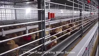 Automatic Broiler Cage System Maximize Poultry Farm Profit