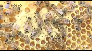 honey flow frame