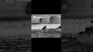 Infrared Swan - Taken with 640x512/12µm Infrared Camera Module #shorts #infrared #thermalimaging