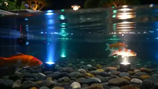 RGBWW LED pond lights