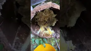 Pure Natural Bush Forest Honey 100 Percent Raw Honey