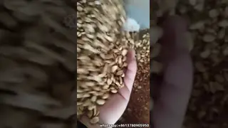 How to make blanched nuts-peanut/hazelnut/pistachio? Hot air blancher help improve efficiency