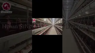 H Type Automatic Poultry Cage System for Layer Farms