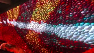 Fine Pixel Pitch LED Display with 300×168.75mm LED Module