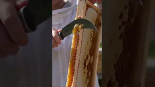 ???? Satisfying raw honey harvest at our apiary! Watch thick golden honey slowly drip from honeycomb, 