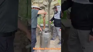 Honey Harvest Time | Beekeeping Honey Extraction