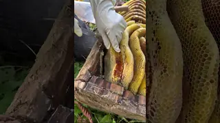 No talking, just pure ASMR from the bee farm. ????✨ Watch as we carefully uncap this heavy frame of ho