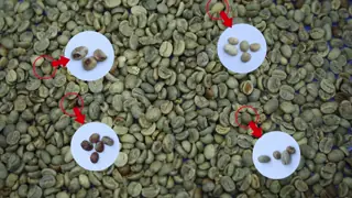 AI Color Sorter for Coffee Beans (Discolored, Insect-Damaged & White Beans)