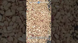 Split Peanut Blanching Machine—Perfect peeling,precise grading #machine #food #factory#peanut