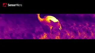 Wildlife in a New View through Infrared Technology