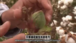Organic Pest Control for Healthy Crops