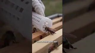 Watch How Beekeepers Move a Queen Bee ????