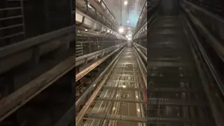 Automatic Layer Chicken Cage System for Poultry Farming