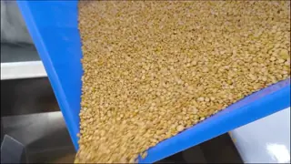 AI Color Sorter for Lentils (Insect-Damaged)