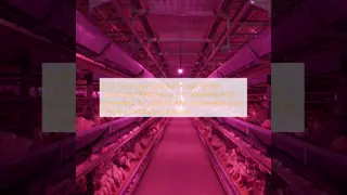 Efficient 6 to 12 Tier Layer Chicken Cage System