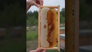 Uncapping Knife for Honey Harvest