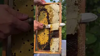 Harvest honey like a pro