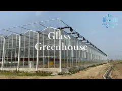 Galvanized Float Venlo Type Greenhouse Multi Span Nursery For Agricultural