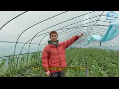 Strawberry Tunnel Plastic Greenhouse Single Span UV Resistant Easy Install