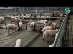 Pig Livestock Farm Equipment Galvanized Steel Hygienic For Fattening