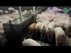 Auto Livestock Feeding Equipment Stainless Steel Anti Rust For Hog