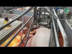 Farrowing Livestock Farm Equipment Galvanized Steel Adjustable For Swine
