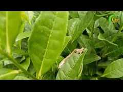 Spodoptera Exigua Biological Insecticides Strong Targeted For Green Vegetable