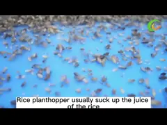 Agricultural Biological Pesticide Aphid Thiamethoxam For Green House