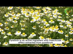 Pyrethrin Home Pest Killer Natural Extract For Cockroach / Mosquito