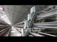 A Type Automatic Chicken Cage Equipment 4 / 5 Tier For Poultry Farm