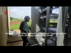 Layers Automatic Chicken Cage Equipment Feeding Manure Cleaning Egg Collection