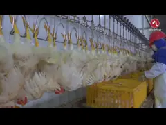 Automatic Poultry Farming Equipment Slaughtering Machine 500BPH SS304