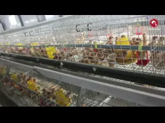 Wire Mesh Baby Chick Cage Eggs Collecting Manure Cleaning For Farm